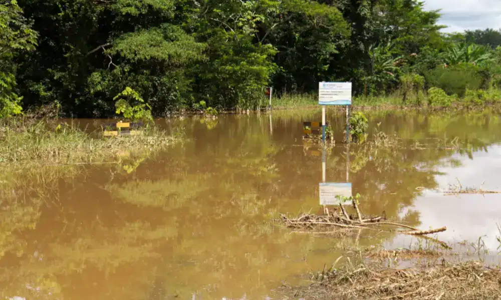 Produtores registram perdas menores com cheia do Rio Acre - ac24agro