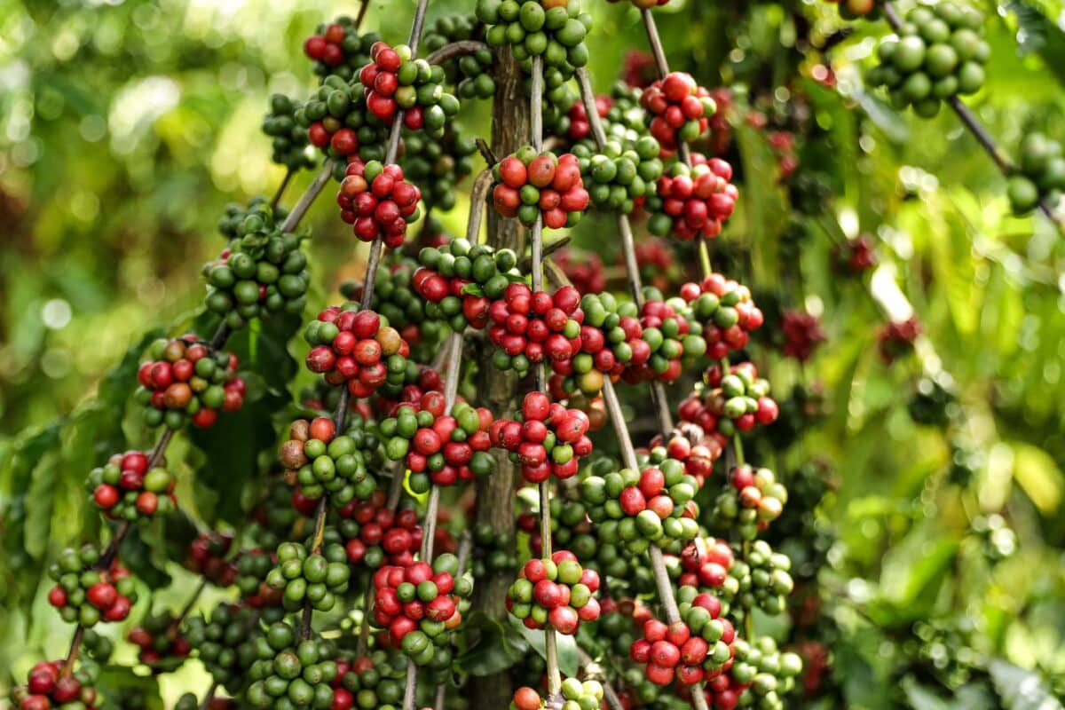 Café, mel e doces regionais fortalecem a agroindústria do Acre - ac24agro