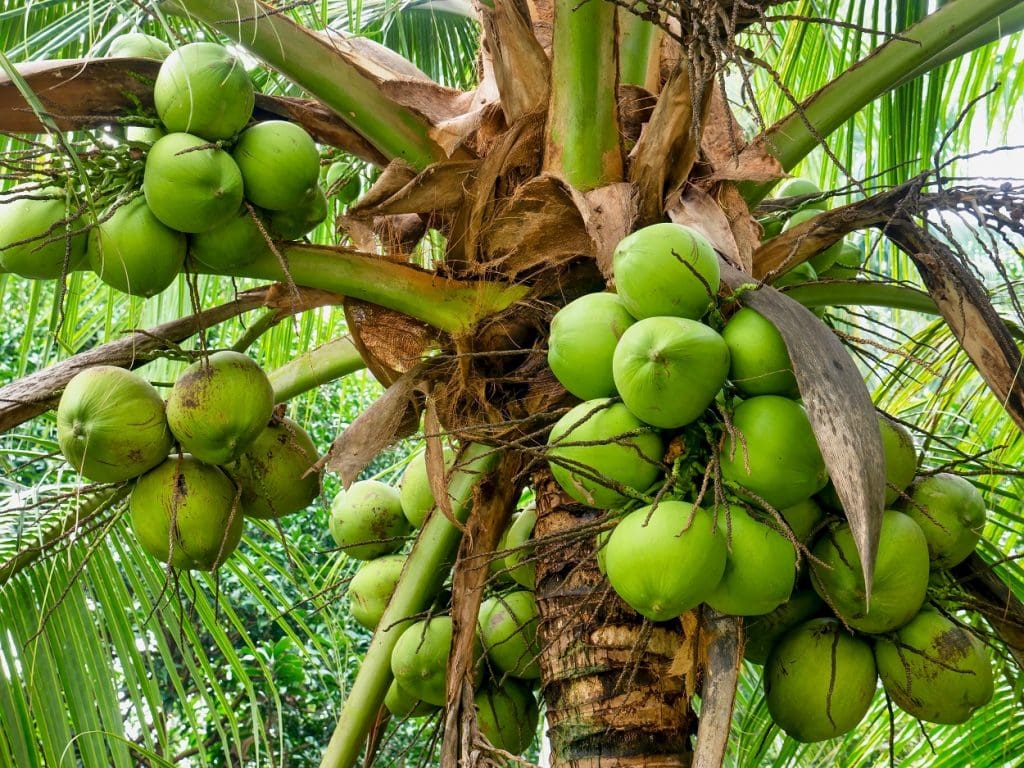 Coco tem safra o ano inteiro e movimenta o comércio no Acre - ac24agro